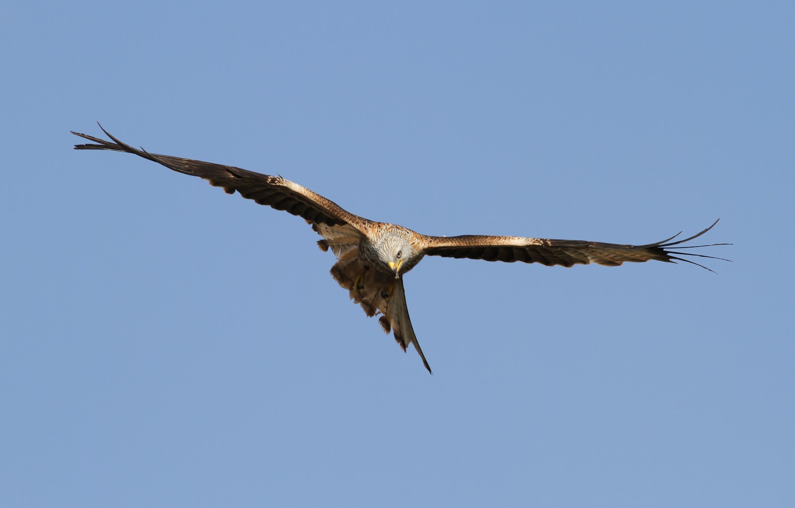 Brian's birding blog: Red Kite delight