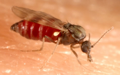 Biodiversity Science: Bluetongue disease