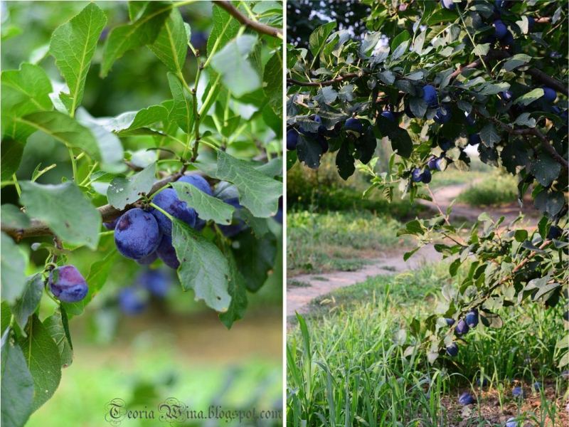 Teoria Wina : „KAŻDA ZMORA ZNAJDZIE SWOJEGO AMATORA”