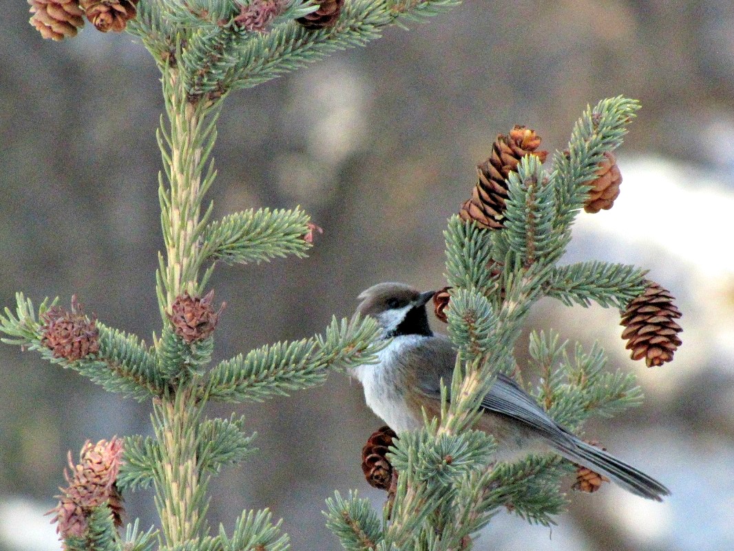 Birding Is Fun!: The State of Canada's Birds