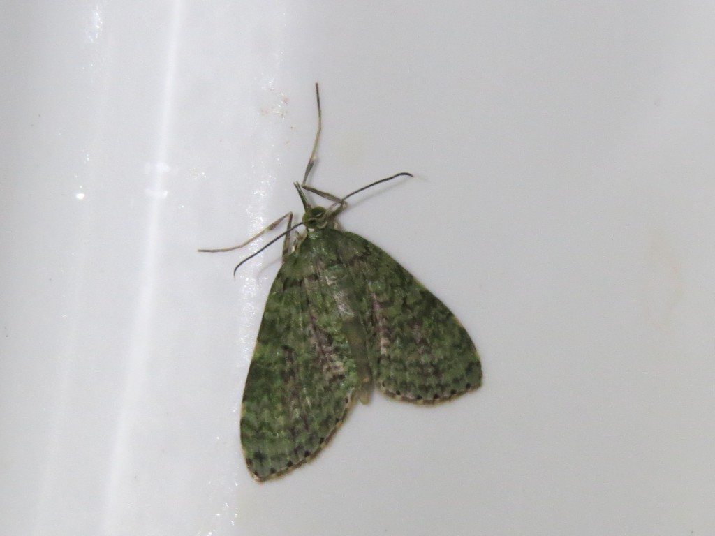 Kite的昆蟲筆記: 【尺蛾科】Sauris interrupta 缺角縐翅波尺蛾 #204