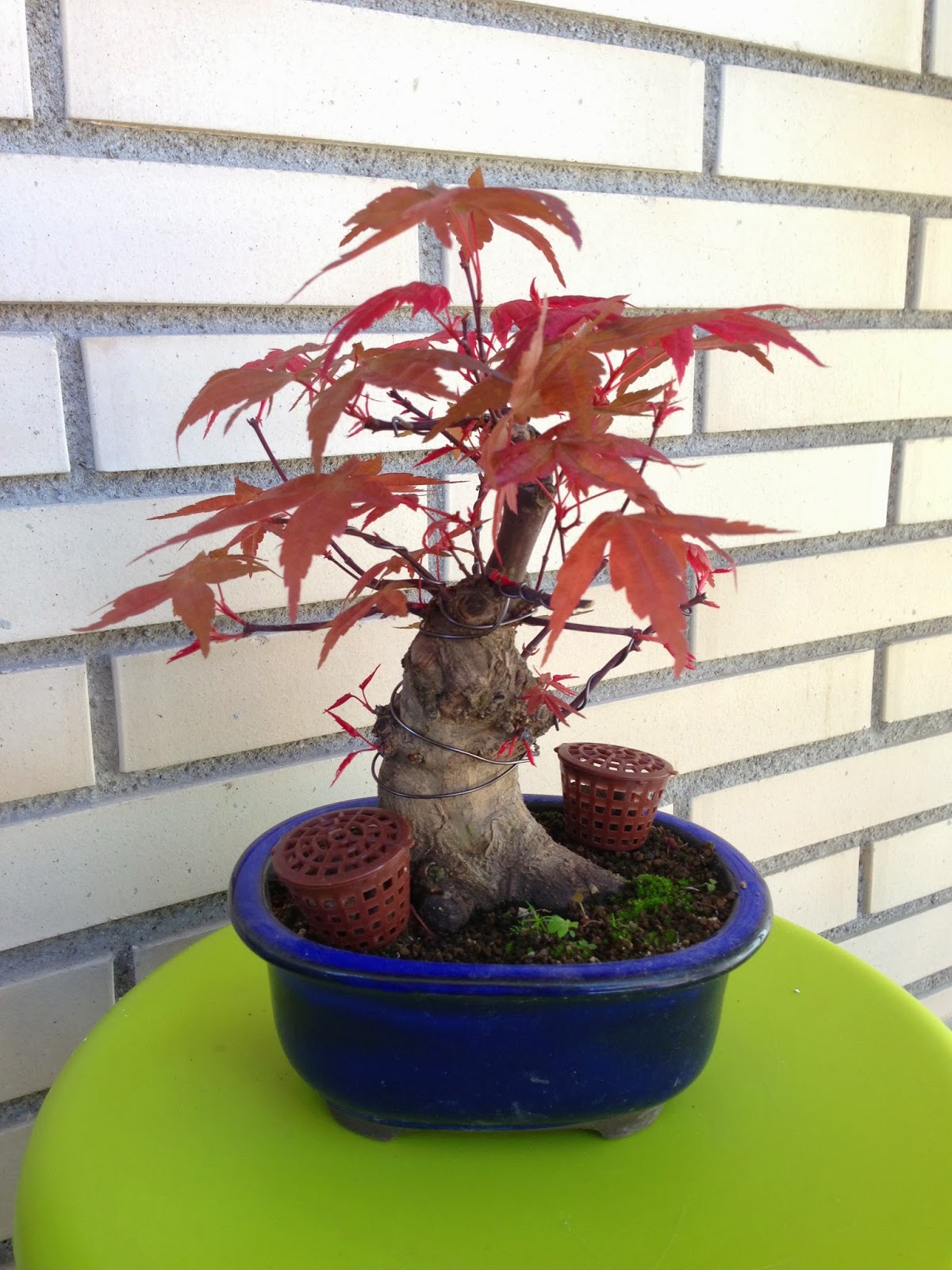 Bonsai principiantes: Arce Palmatum Deshojo