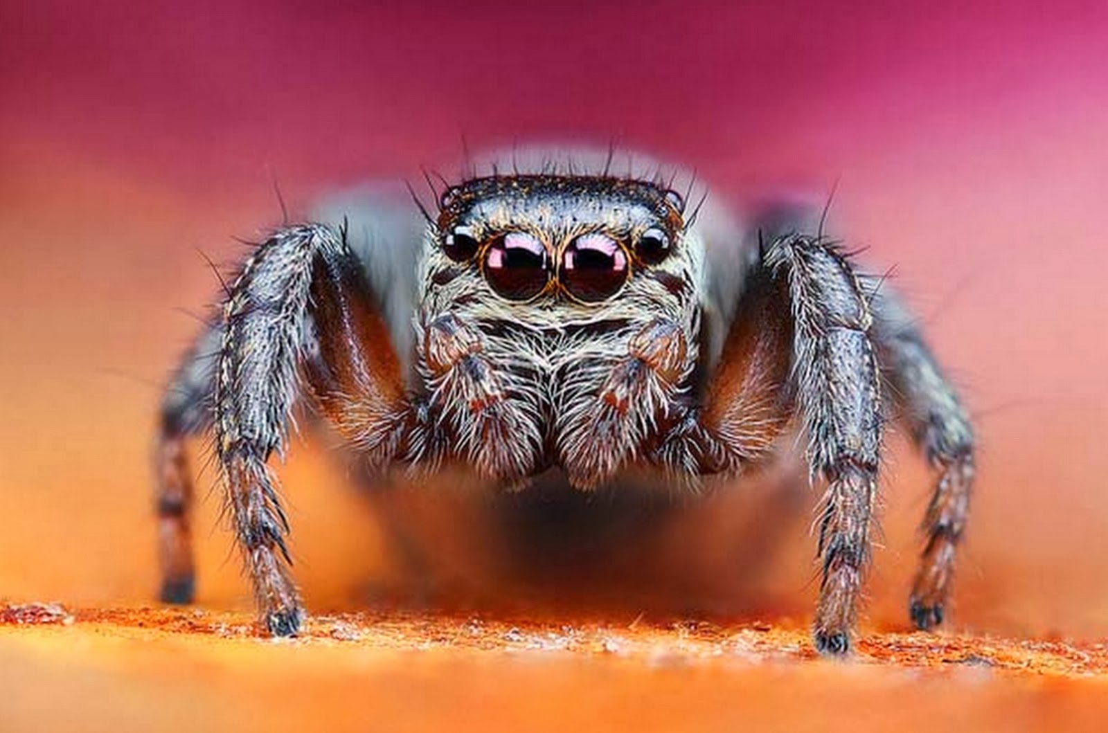 Arte y Actividad Cultural: Galeria del Insecto en Alta Definición ...