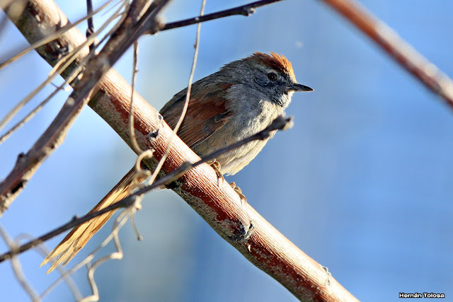 Aves Bonaerenses: Pijuí frente gris (Synallaxis frontalis)