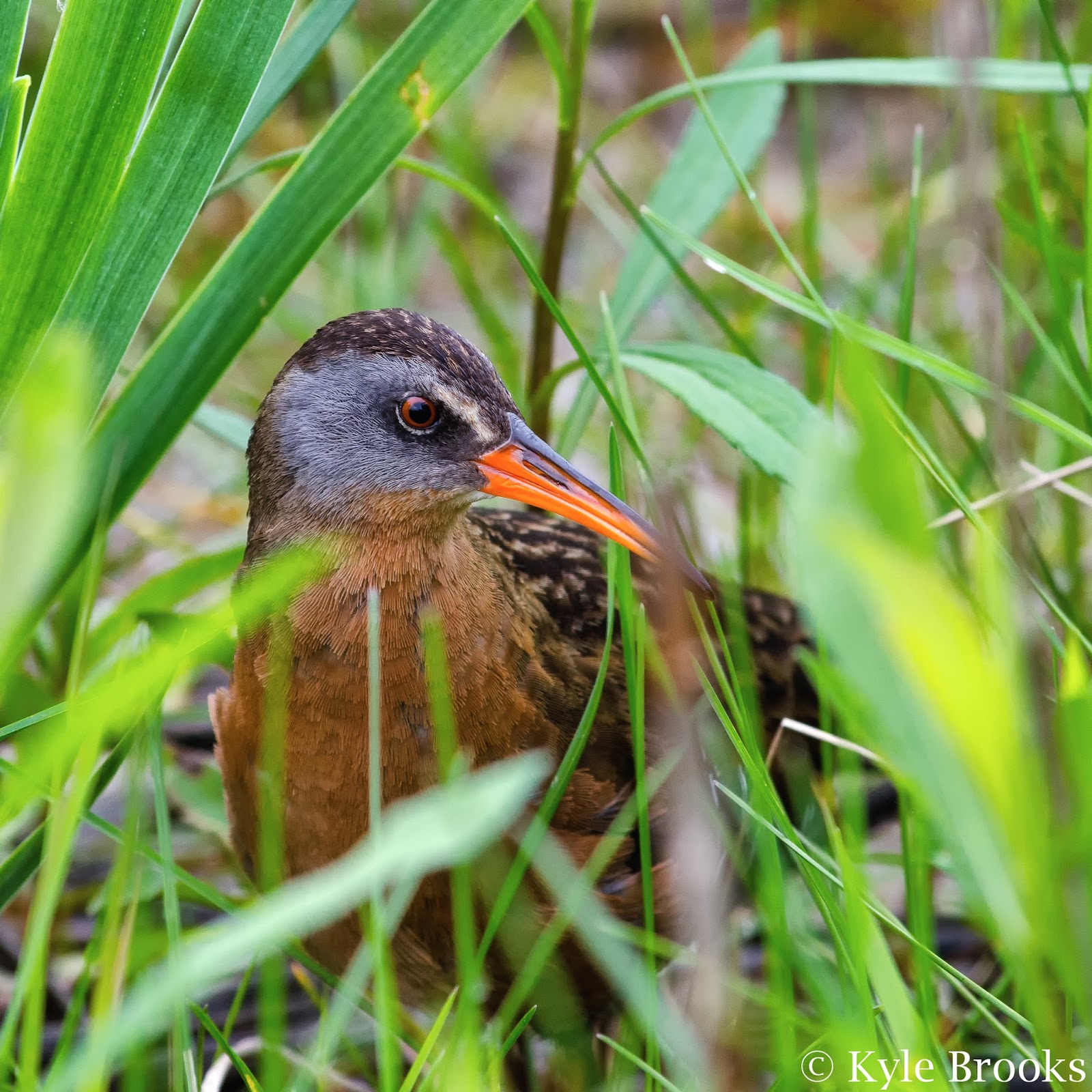 On the Subject of Nature: The Virginia Rail