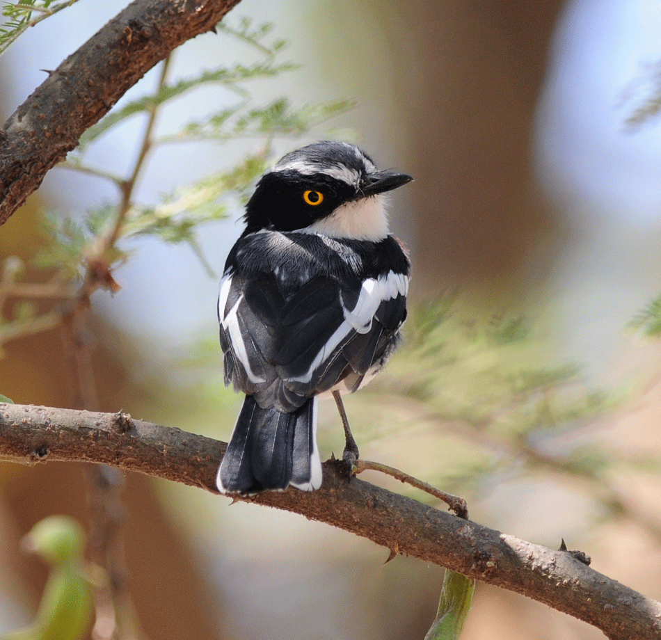 ZOOTHERA BIRDING BLOG: Heading South