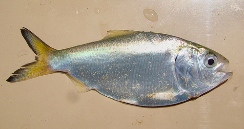 Argentina nativa: Lacha (Brevoortia aurea)