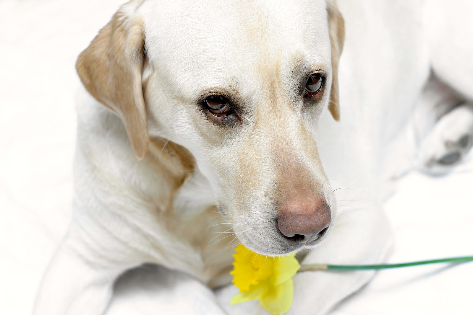 A Dog's Life: SPRING CLEANING WITH YOUR DOG IN MIND