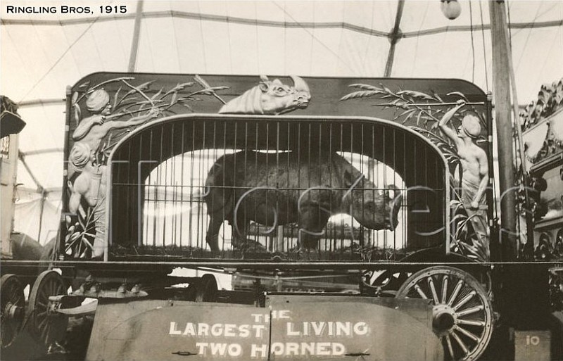 El Hurgador [Arte en la Red]: Rinocerontes (XLVII) - En el circo