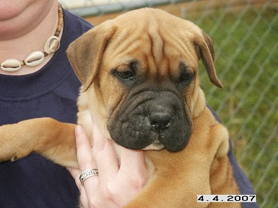 Beagle Boxer: Boxer Chow Mix