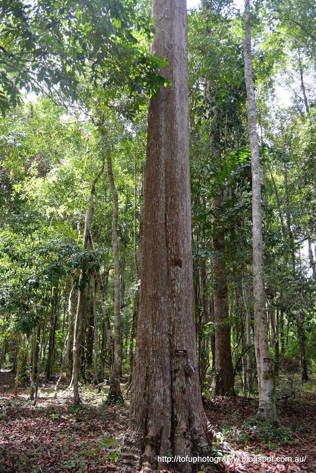 Tofu Photography: A tall rainforest tree at Thung Khai Botanic Gardens ...