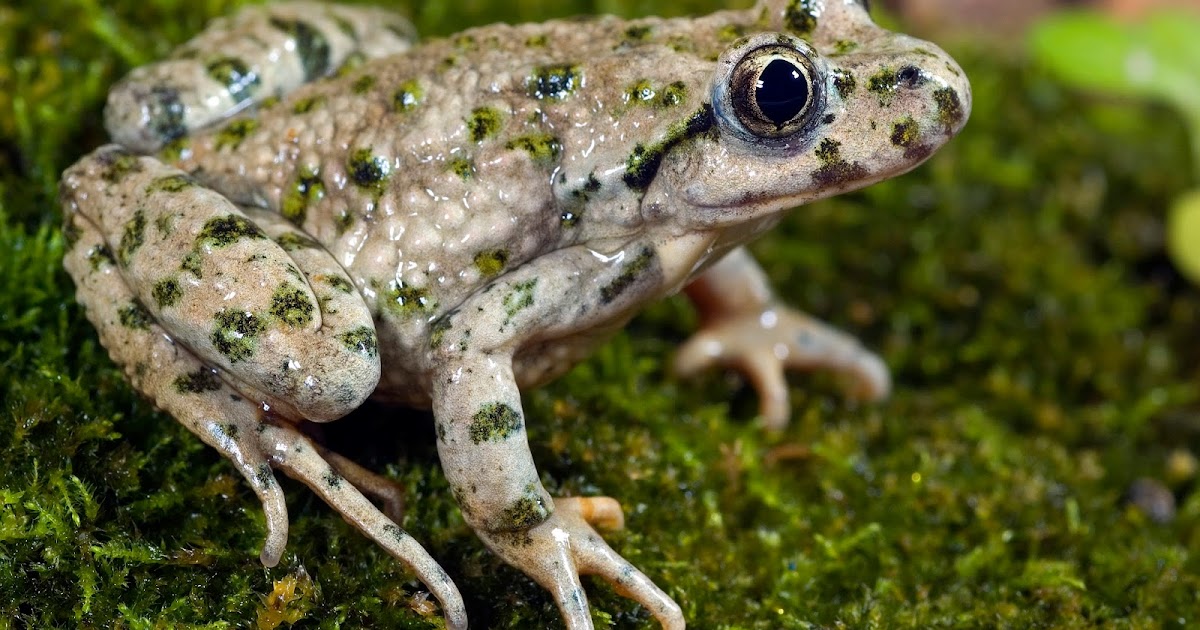 Observaciones de la naturaleza: Sapillo moteado común