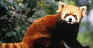 Todo sobre el oso panda menor rojo - Toda la información | INFOANIMAL