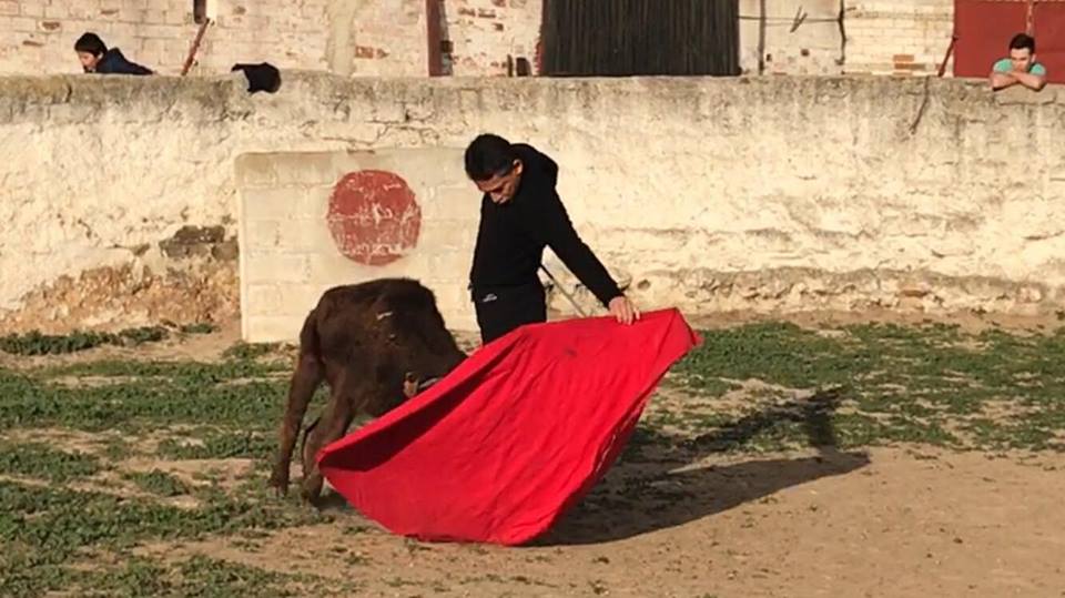 Perú Taurino: "CHIBOLO DE LIMA" REAPARECE EN EL CAMPO BRAVO ESPAÑOL