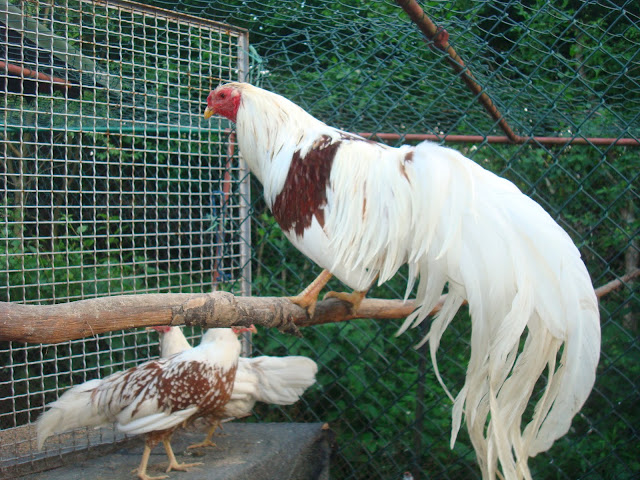 Amatorska hodowla drobiu ozdobnego: Rasy