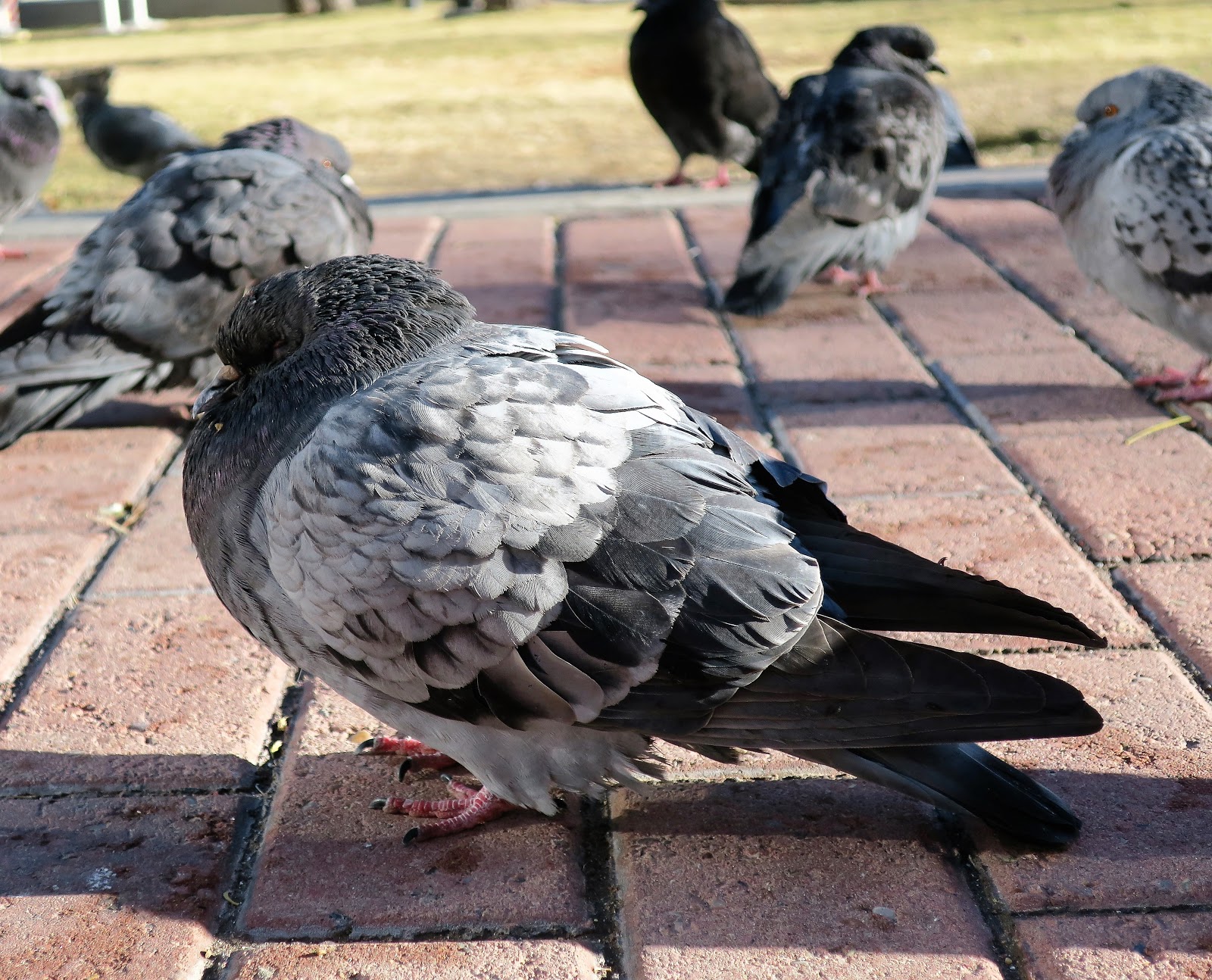 Living Rootless: El Paso: Some Birds, Alive and Dead