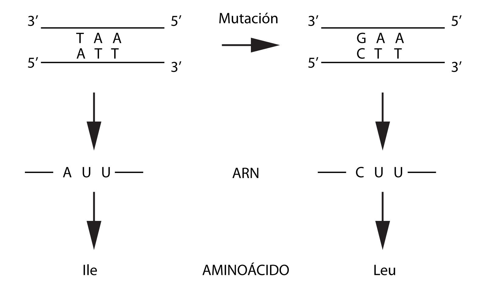 el moderno prometeo: Mutaciones: Mutaciones Puntuales