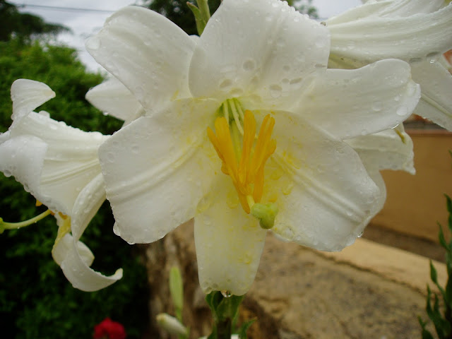 AZUCENA: Lilium candidum | Plantas rioMoros