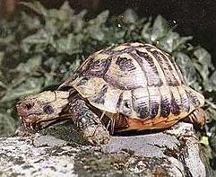 RETTILI: I Vertebrati Conquistatori Della Terra Ferma - Scientificando