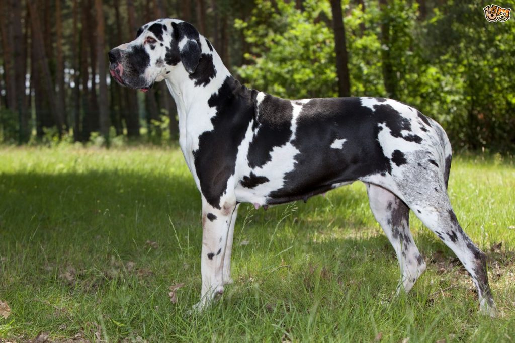 Great Dane (The Great Dane is a large German breed of domestic dog.)