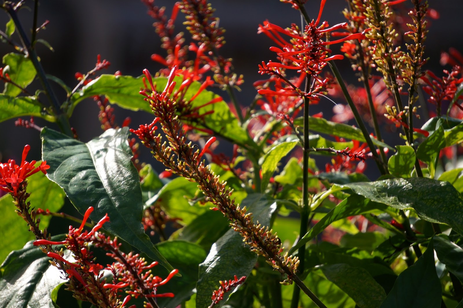 Robbin Neff Photography