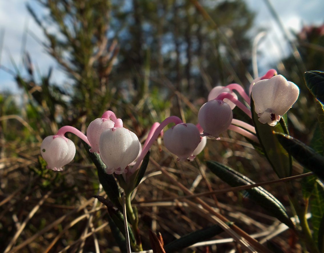 Harakan sivut: SUOKUKKA, RAATE ja MUURAIN