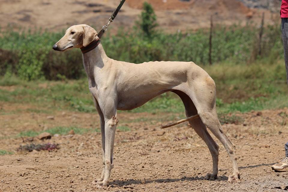 Ranna Mudhol: Facts and 11 Features of Mudhol Hounds