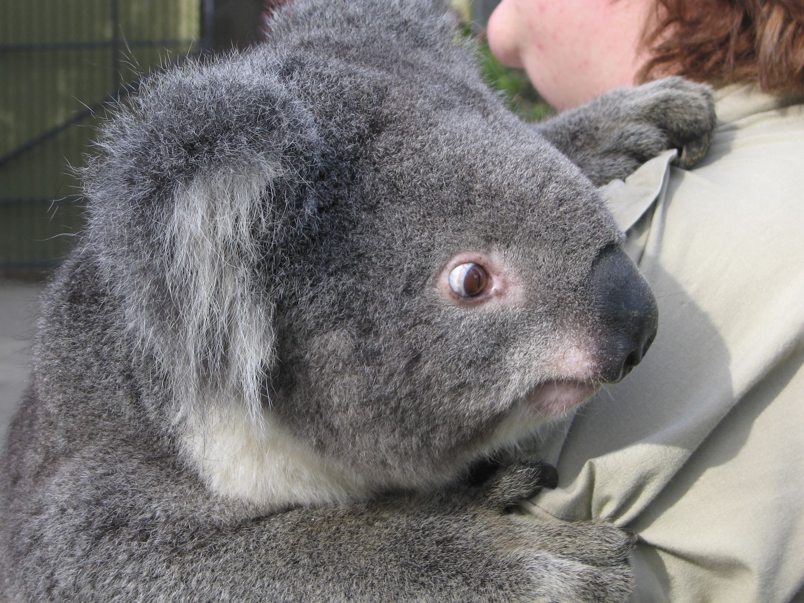 Koala Wallpapers | Fun Animals Wiki, Videos, Pictures, Stories