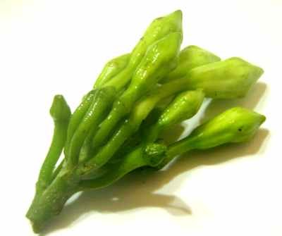 Cocinas y Recetas: Loroco, delicia de temporada. Sección VIDA, Siglo XXI