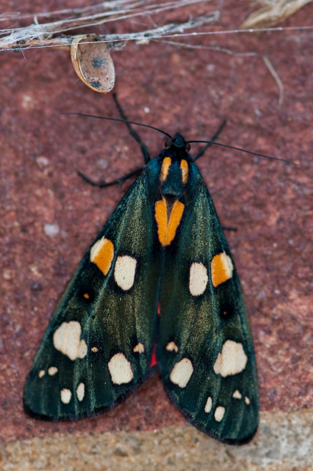 Photography by MickB: Bedfordshire - Scarlet Tiger Moth