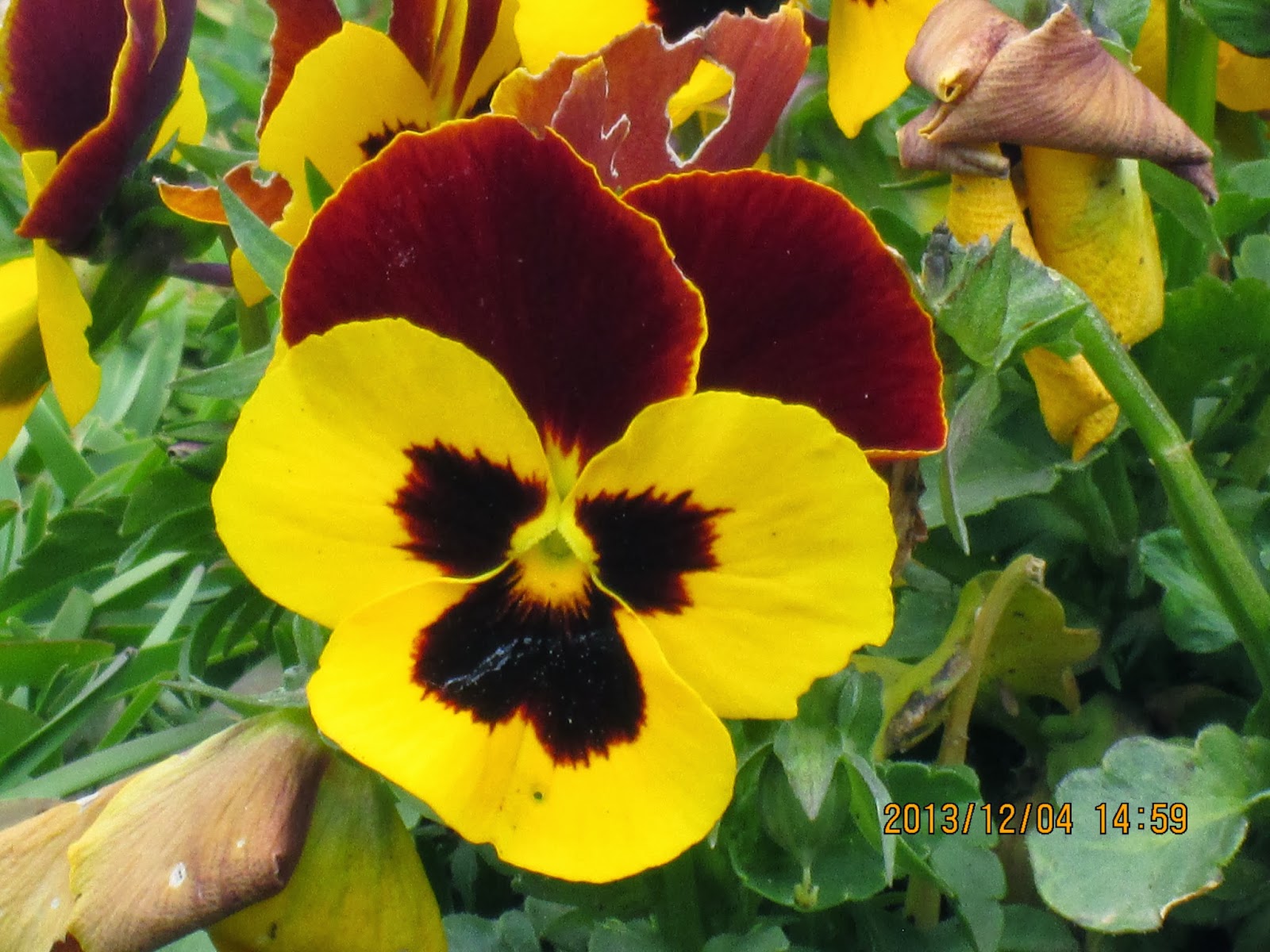 FLORES PERUANAS: flores