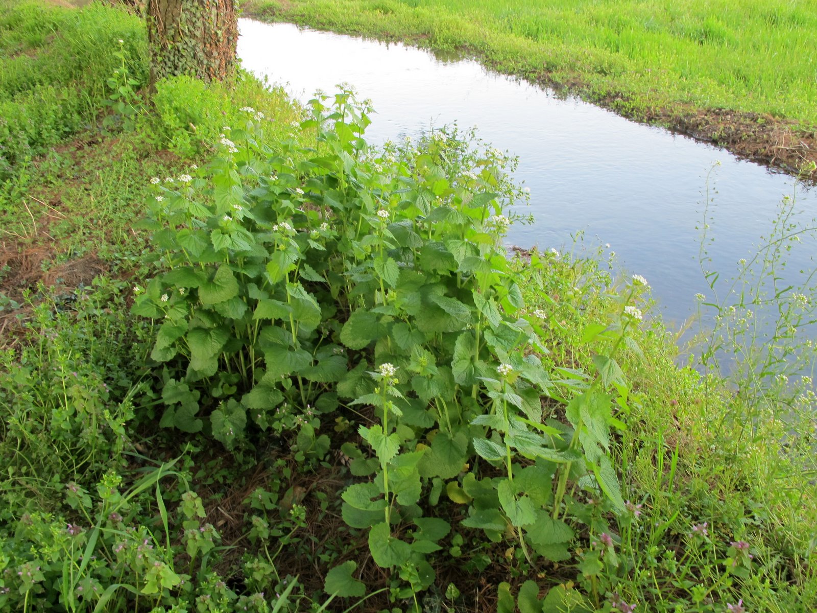 FLORA NEL SALENTO e.. anche altrove: Alliaria petiolata (M. Bieb ...