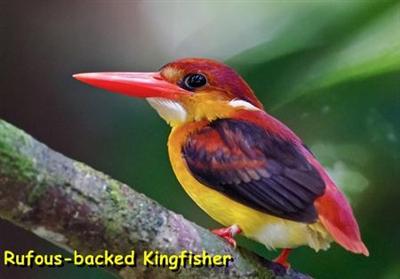 Kicau Burung: Raja Udang atau Cekakak (Kingfisher)