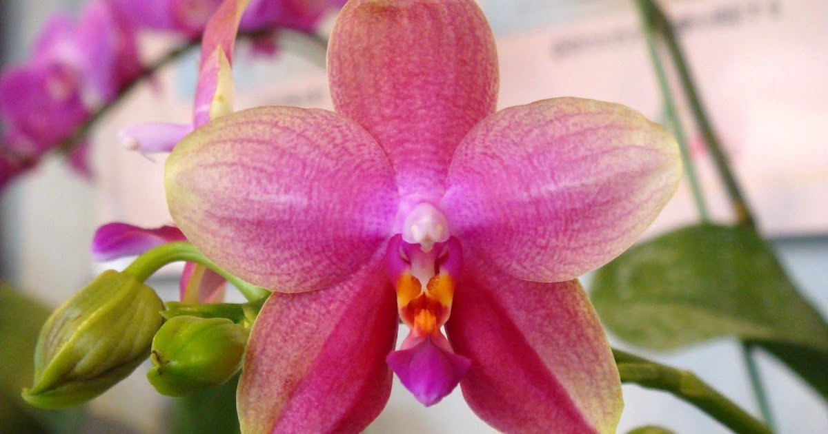 Phalaenopsis Sweet Memory orchid hybrid care and culture | Travaldo's blog