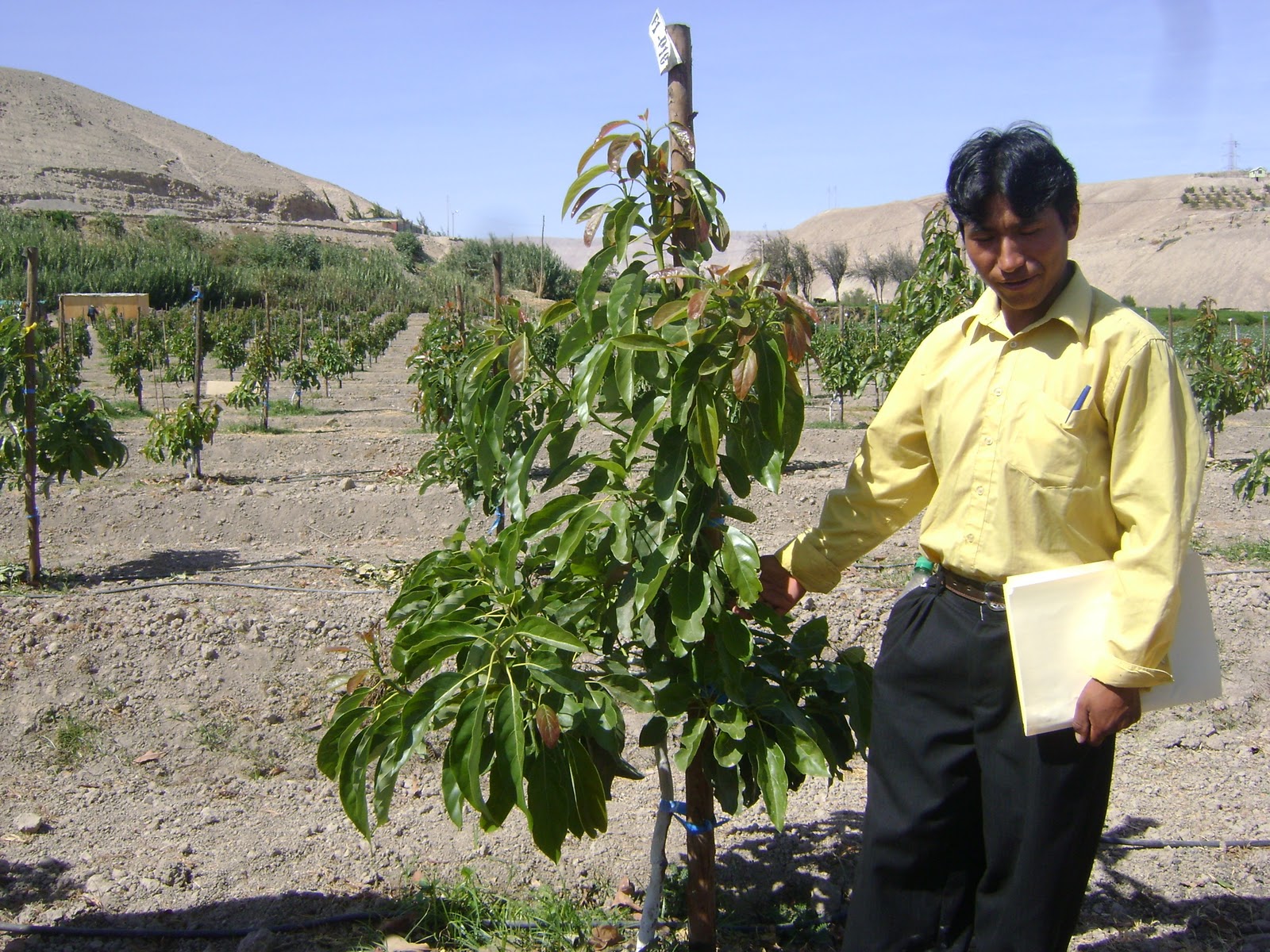 Asociación de Productores de Palta: Paltos Hass - Moquegua - Arequipa