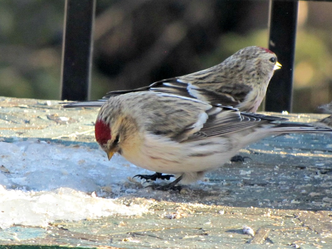 Birding Is Fun!: The Hoary Grail of Birding
