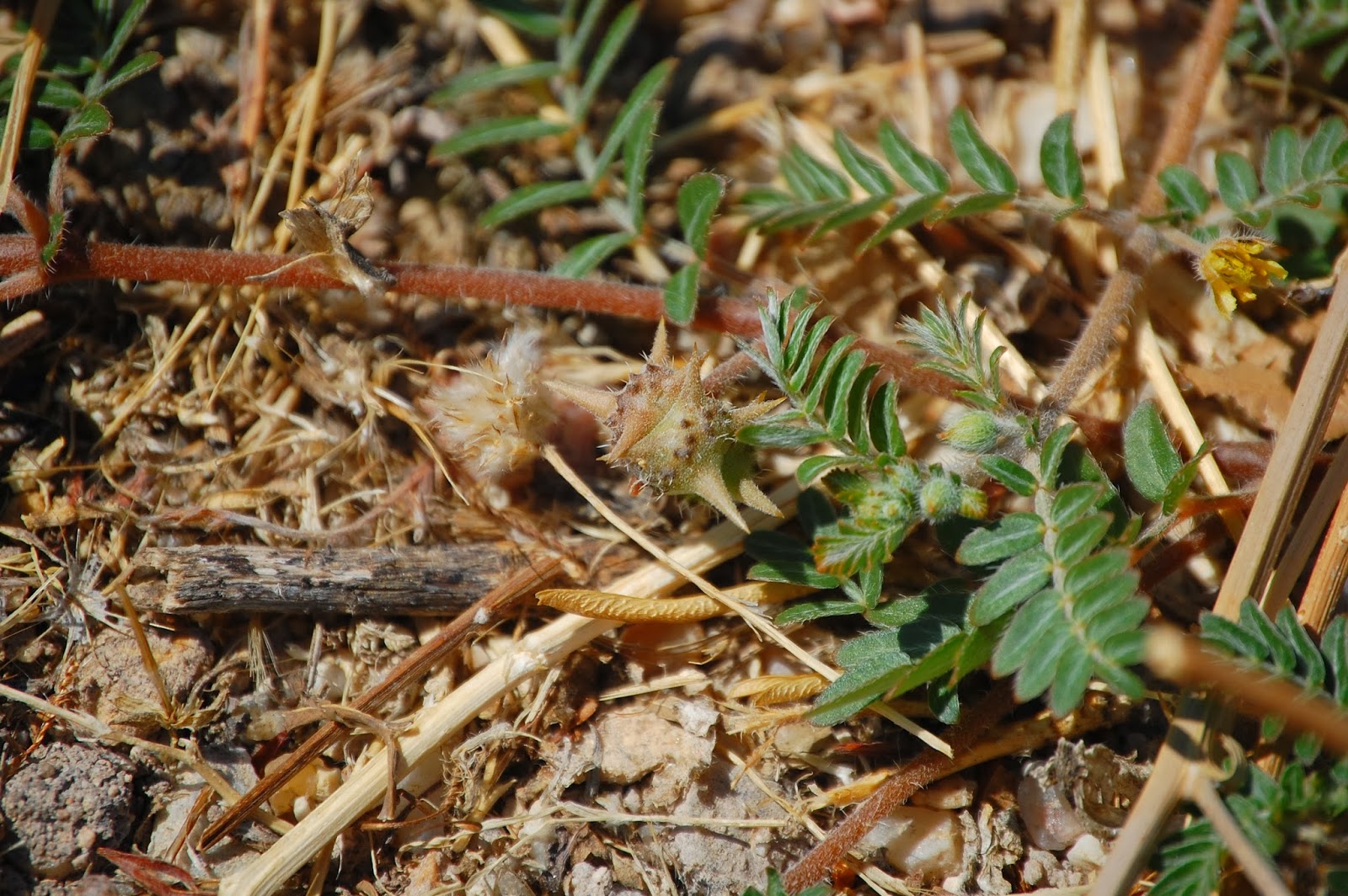 Go Tandem!: Info 3: abrojos y sistemas antipinchazos