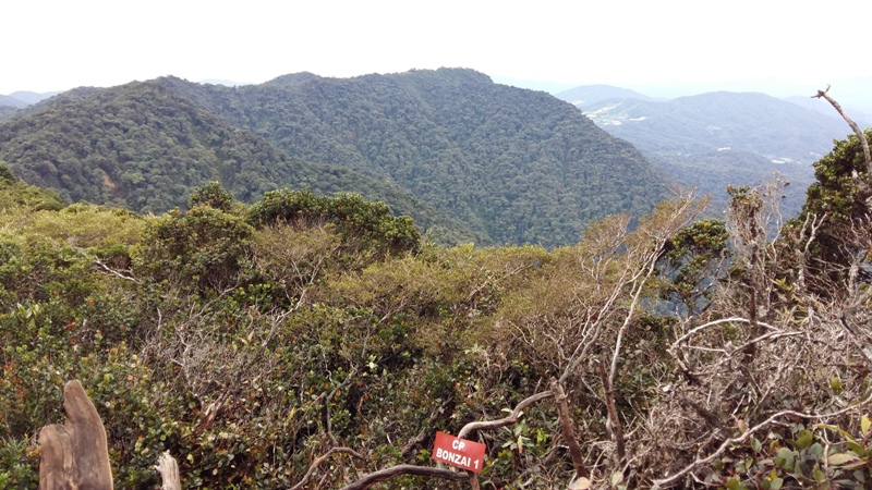 TRAVELOG: GUNUNG IRAU, CAMERON HIGHLAND : Hutan Lumut Tercantik, macam ...