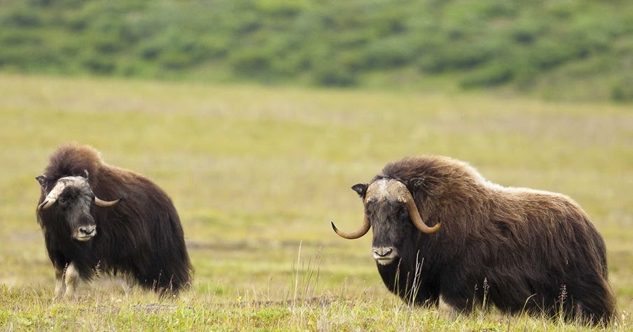 Alaska's Yukon Delta National Wildlife Refuge ~ General Knowledge