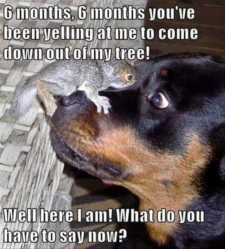 30 Funny animal captions - part 54 (30 pics) | Amazing Creatures