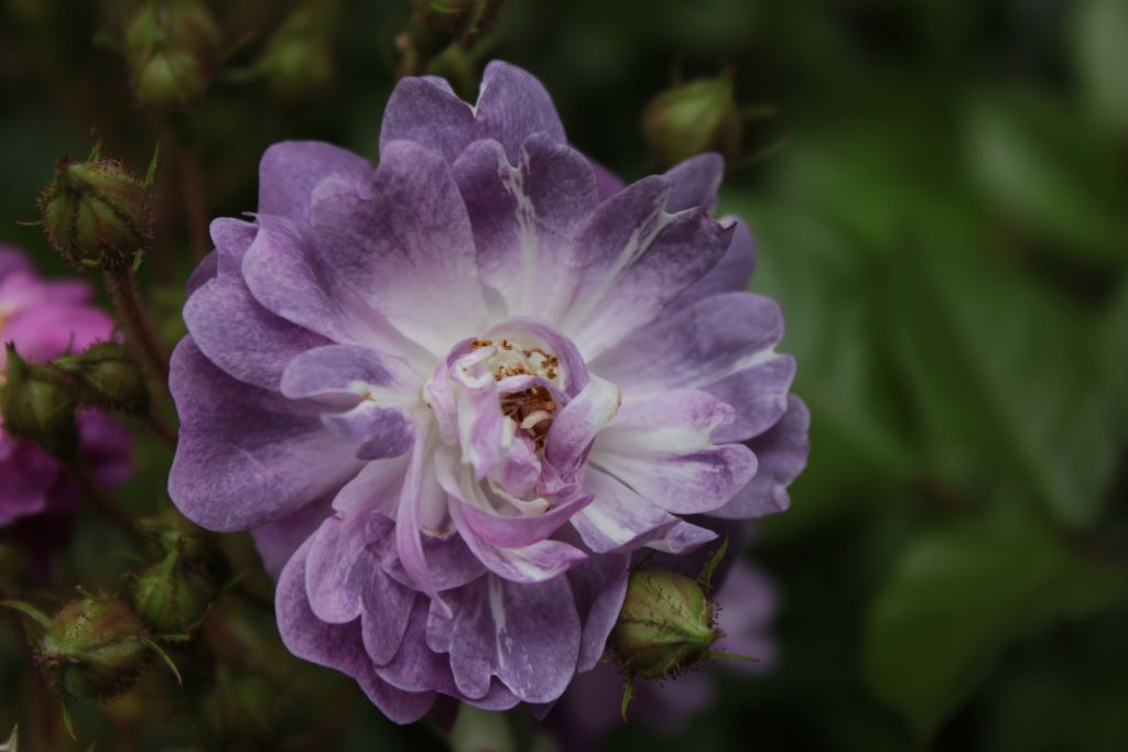 Towerwater Aan De Breede: The Lure of the Blue Rose