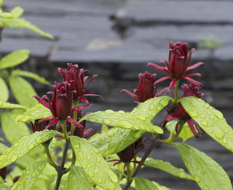 Flora ornamental, hortícola y medicinal.: Calycanthus floridus. Calicanto.