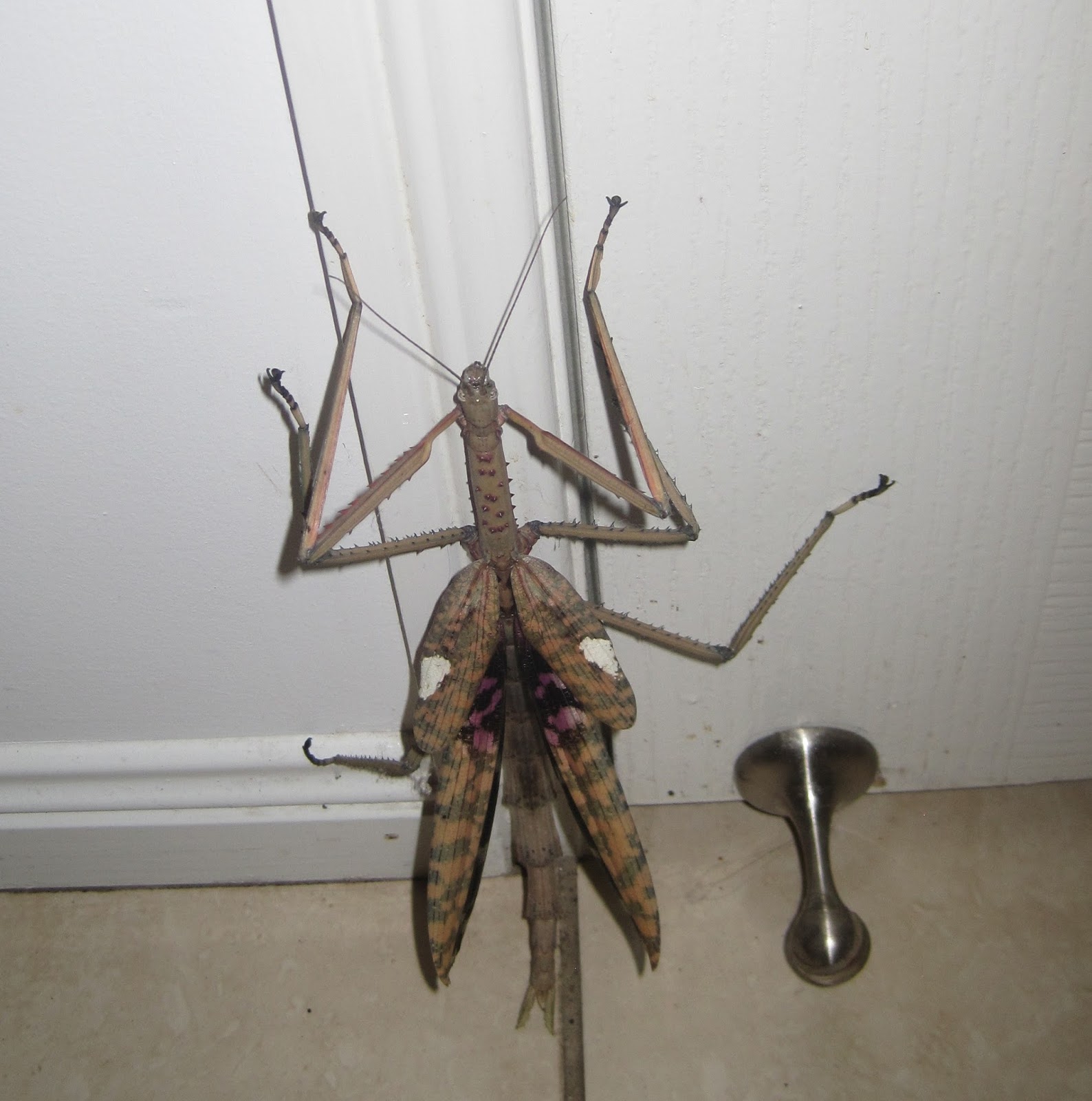 Noelia y sus rincones: MANTIS RELIGIOSA O INSECTO PALO...