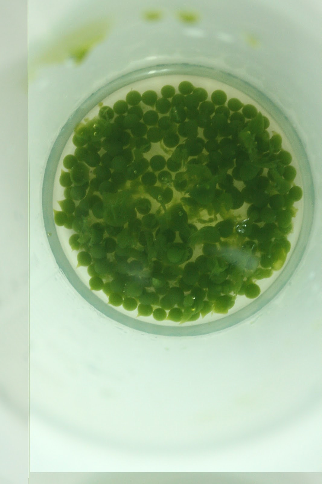 Plankton Research Laboratory: Alginate Beads (Immobilised algae)