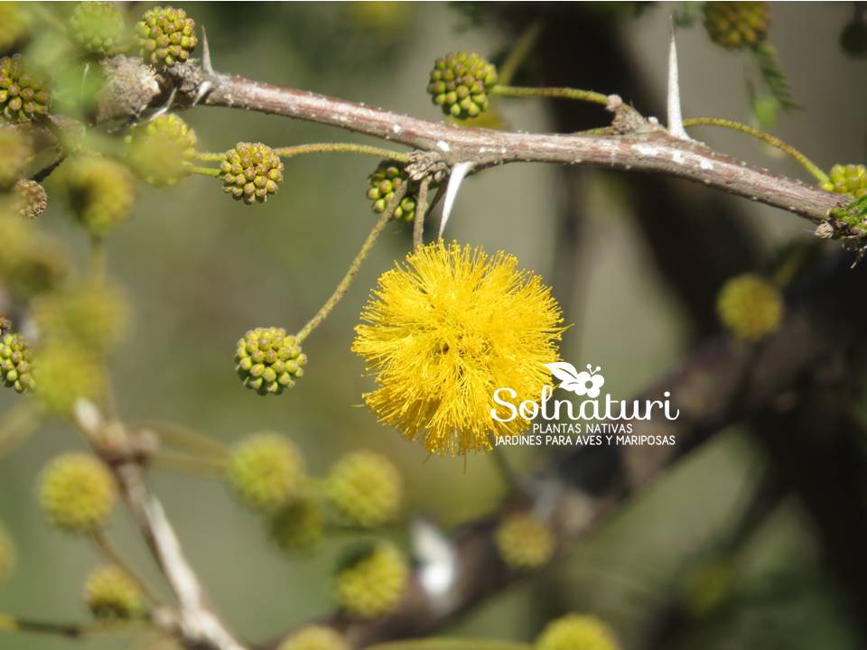 Plantas Nativas de Buenos Aires y alrededores: Acacia caven - Espinillo ...