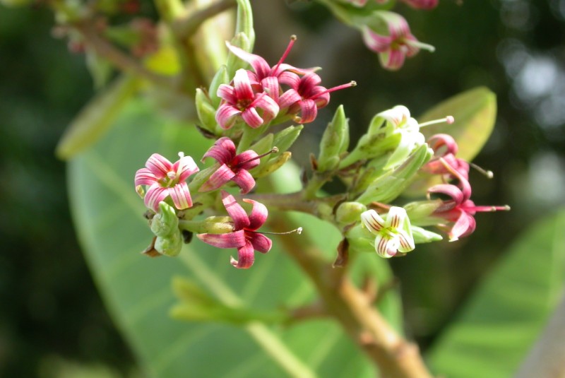 Cajueiro - Anacardium occidentale | Natureza Bela