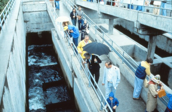 Friends of the Ballard Locks: Fish Ladder Reopens and the Sockeye are here!