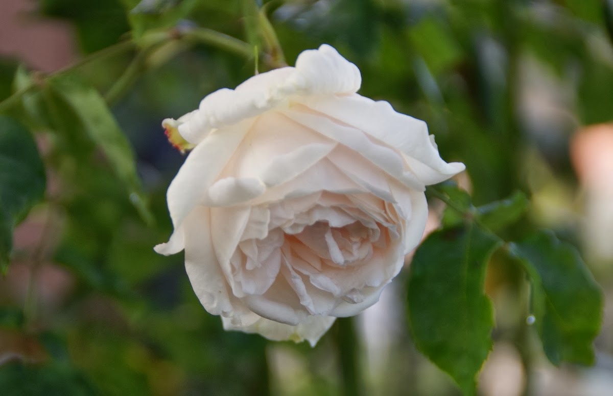 Organic Garden Dreams: February Roses