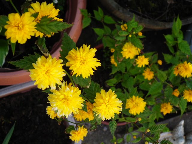 Snappy's Gardens Blog: Japanese Yellow Rose