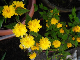 Snappy's Gardens Blog: Japanese Yellow Rose